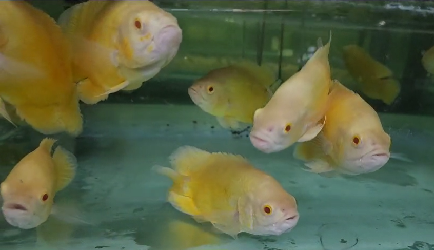 Buy Albino Lemon Oscar, Fish & Livestock Online in Singapore