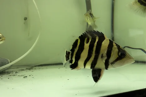 AngelHub Aquatics Boon Keng - 4 Bar with Special Top Marking Sumatra ...