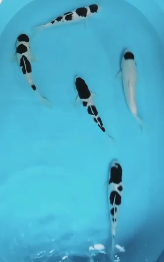 AngelHub Aquatics Boon Keng - Black And White Koi