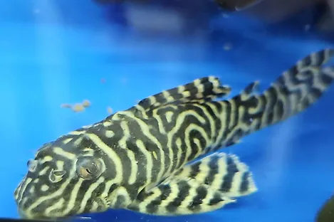 AngelHub Aquatics Boon Keng - L333 Hypancistrus sp. Yellow Base