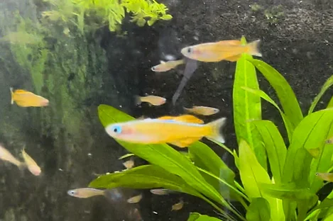 AngelHub Aquatics Boon Keng - Wild Red Neon Blue Eye Rainbowfish