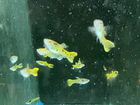 AngelHub Aquatics Boon Keng - Tiger Endler Guppy Pair