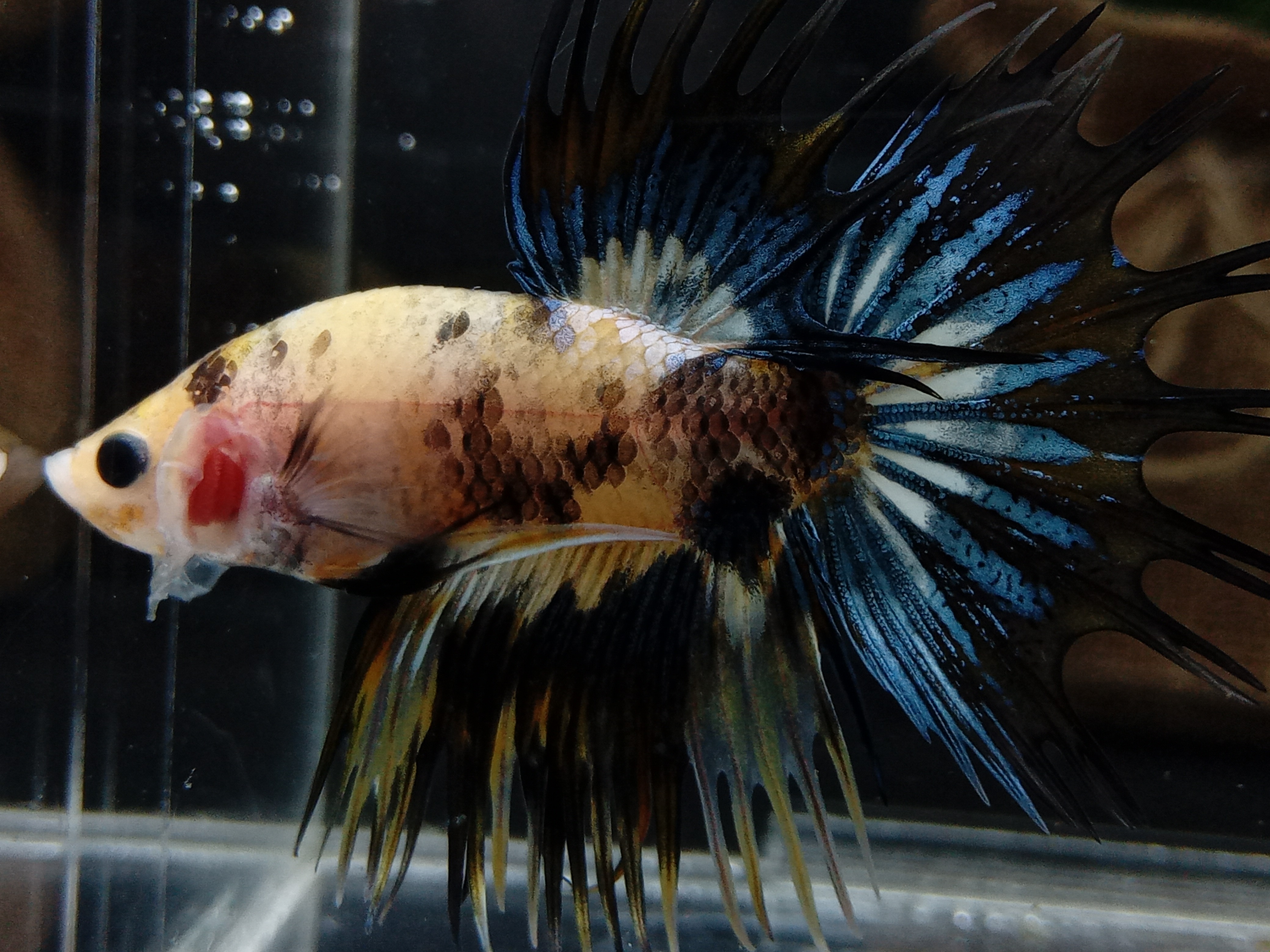 Zain Betta - Crowntail Yellow Black Koi Galaxy Betta Fish