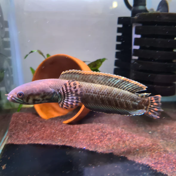 Iven Betta Bukit Timah Clementi - Channa Bleheri