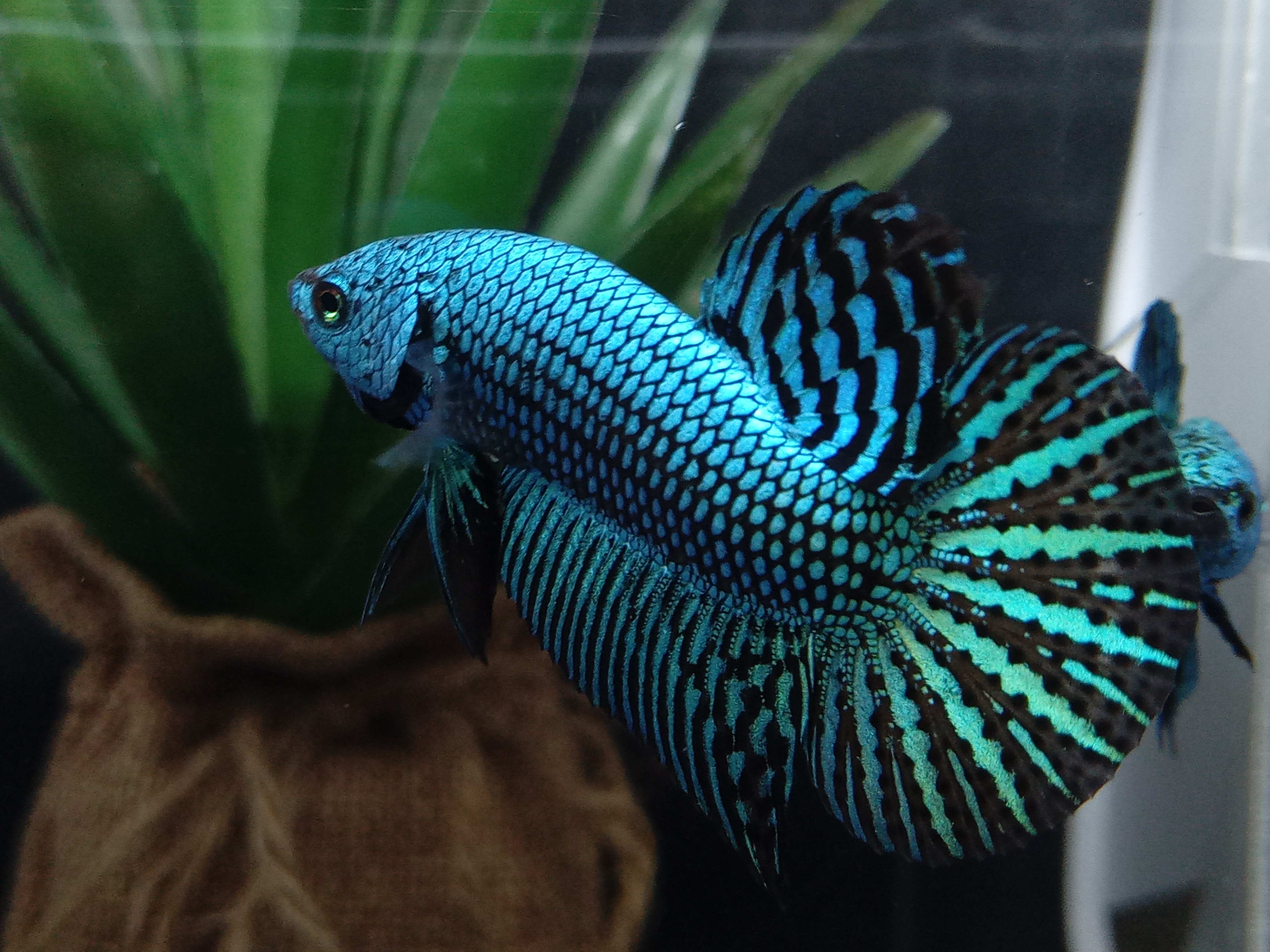 Zain Betta - Wild Betta Alien Green