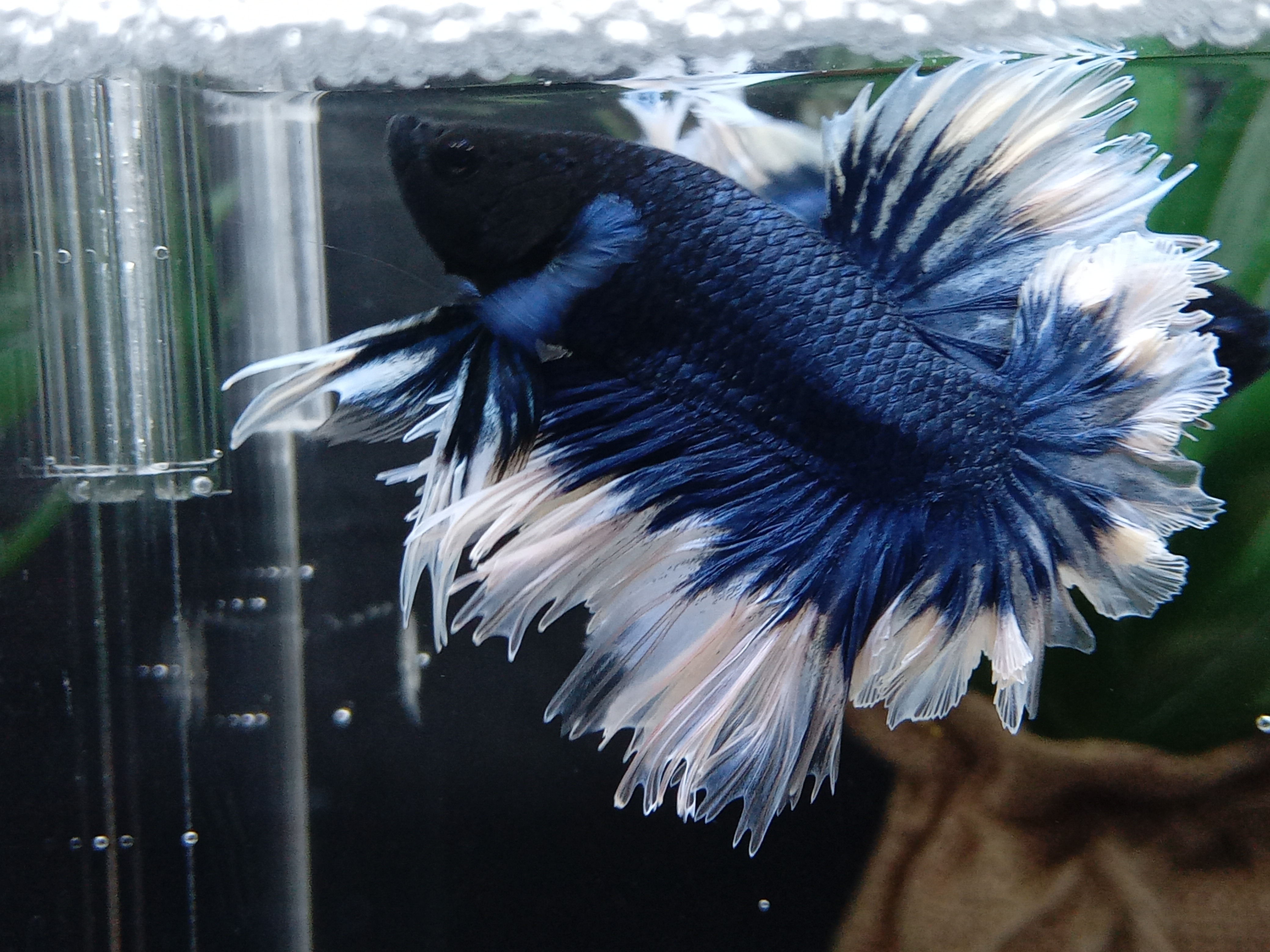 Zain Betta - Feathertail Blue Butterfly Betta Fish