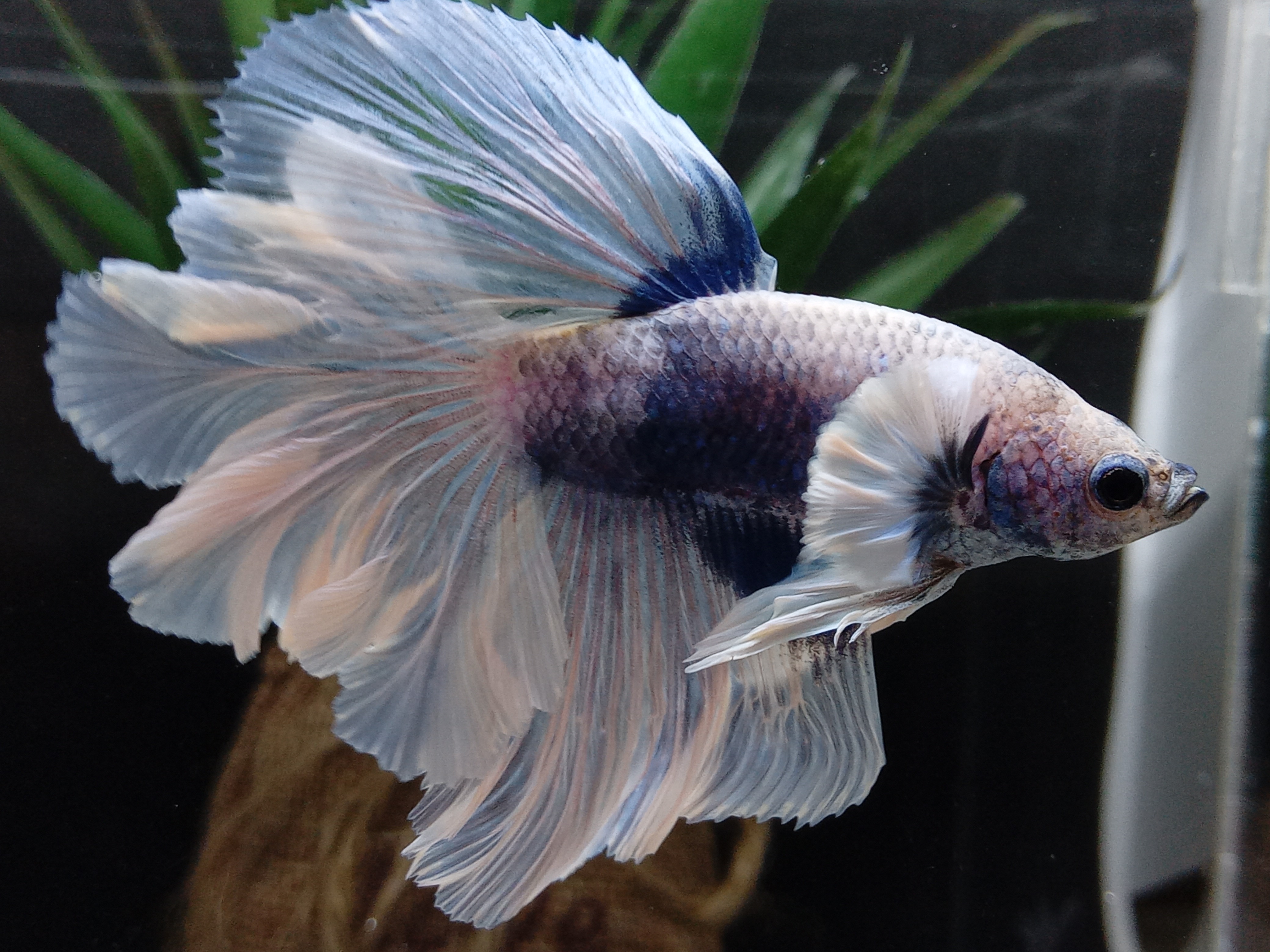 Zain Betta - Feathertail Halfmoon Dumbo Ear Betta
