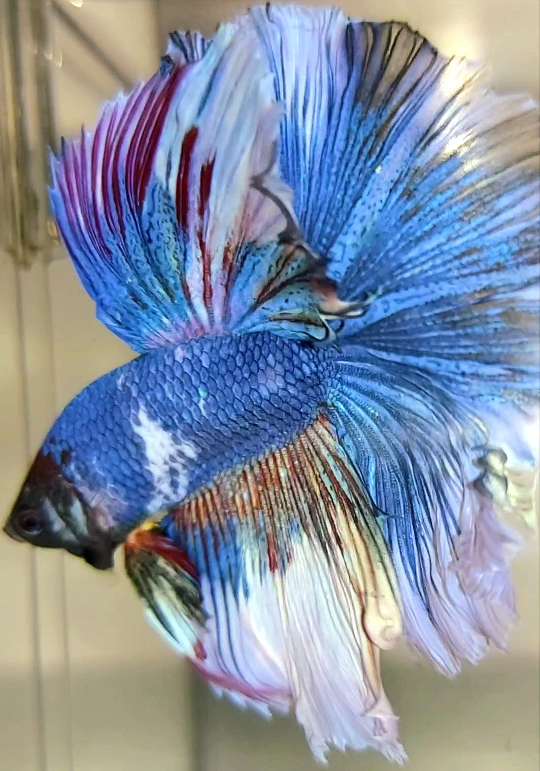 Halfmoon Double Tail Betta Fish