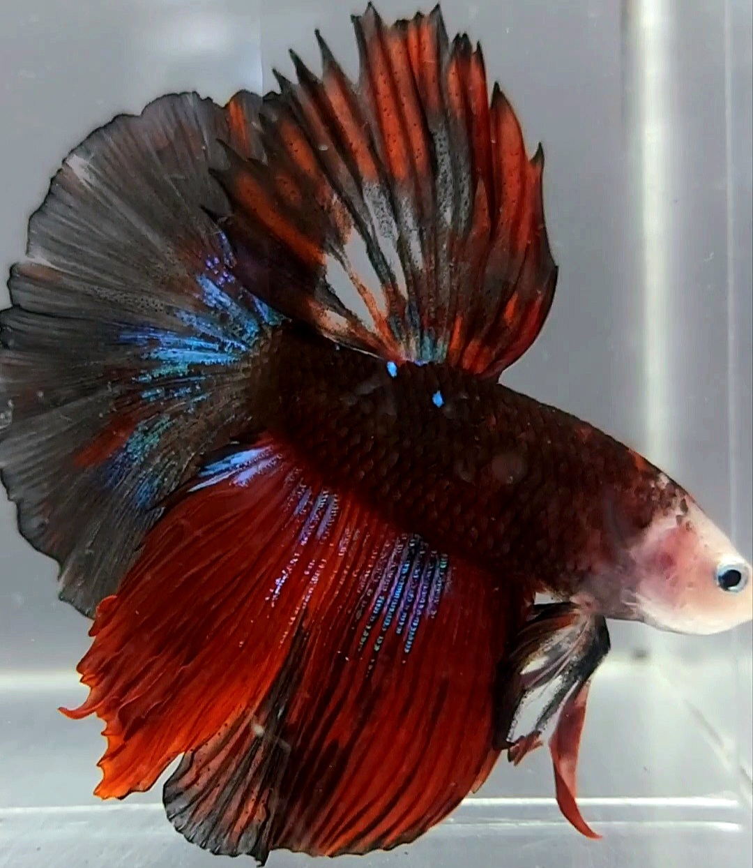 Buy HALFMOON ROSETAIL BLACK KOI VAMPIRE BARE FACE RARE BETTA FISH, Fish ...