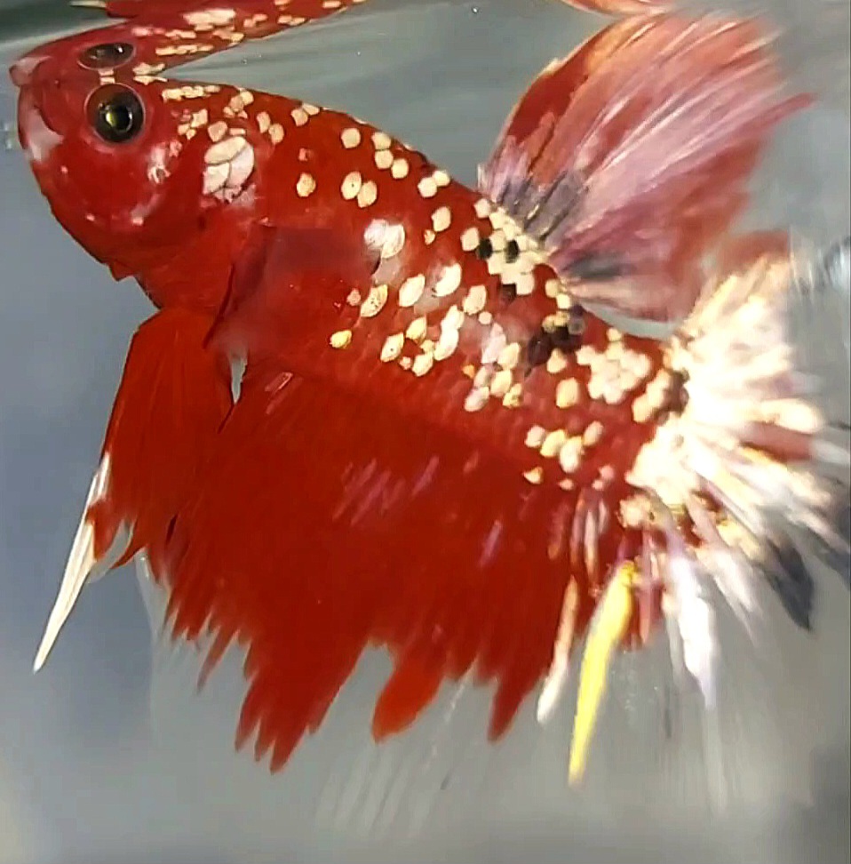 Koleksi Cupang Bandung - HALFMOON RED GOLD STAR GALAXY PREMIUM BETTA FISH