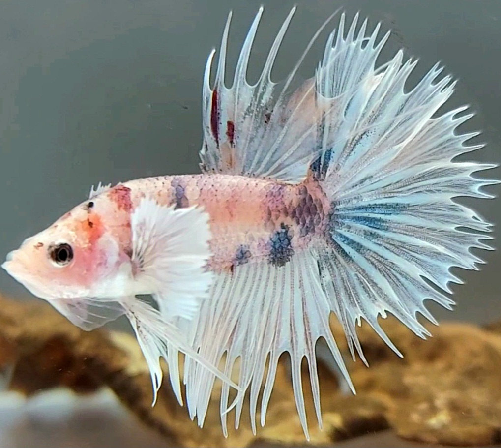 White Crowntail Betta