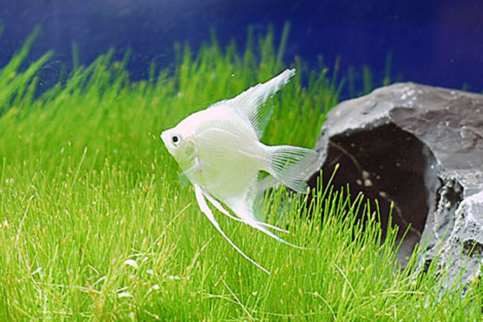 Qian Hu Jalan Lekar - Platinum Angel Fish