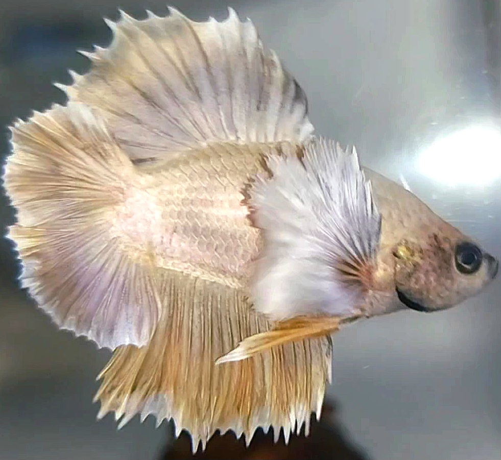 Koleksi Cupang Bandung - PLAKAT DUMBO EAR DOUBLE TAIL GOLD RARE BETTA FISH