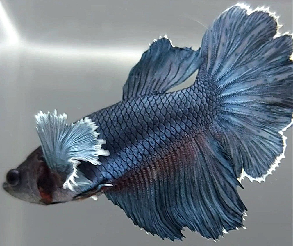 Buy FEMALE HALFMOON DUMBO EAR BLUE TOP BETTA FISH, Fish & Livestock ...