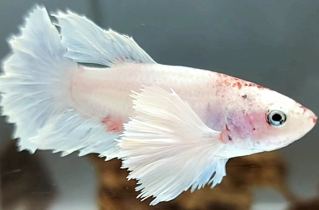 White Elephant Ear Betta
