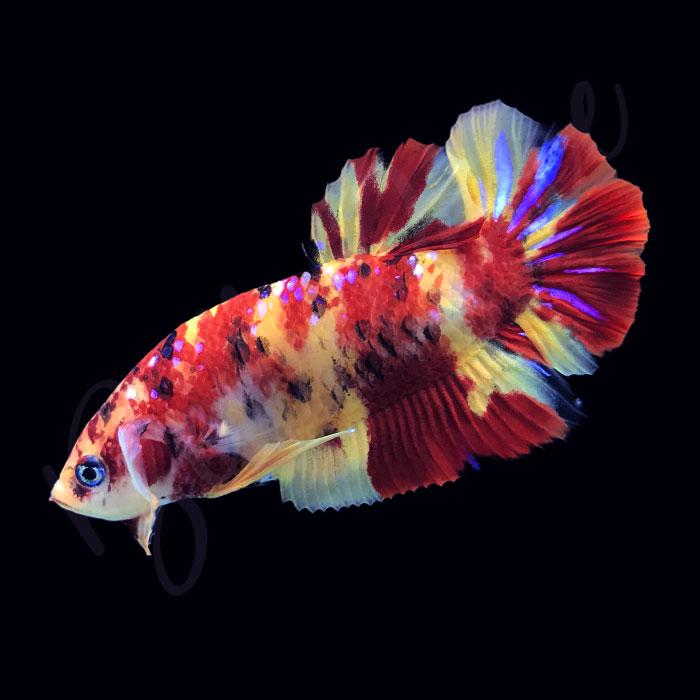 Buy Plakat Leopard, Fish & Livestock Online in Singapore