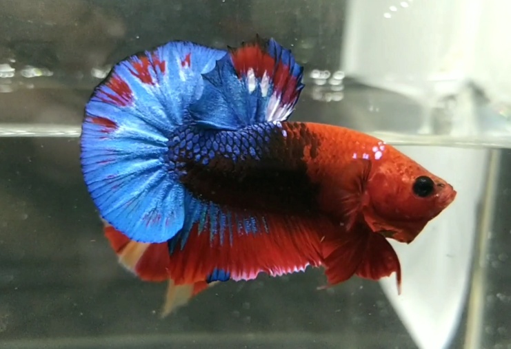 Buy Hellboy bold hmpk, Fish & Livestock Online in Singapore