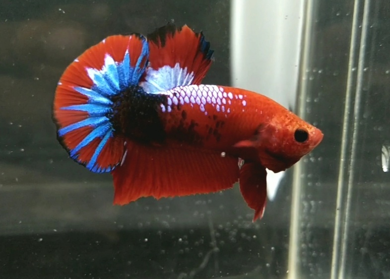 zay bettafish - Hellboy bold hmpk