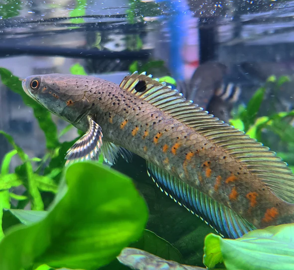 Iven Betta Bukit Timah Clementi - Channa Pulchra