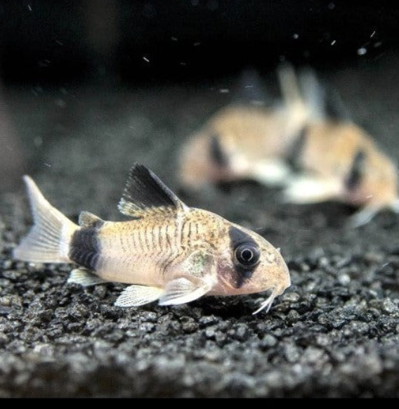 FishList by DesmondLim Teck Whye - Corydoras Similis