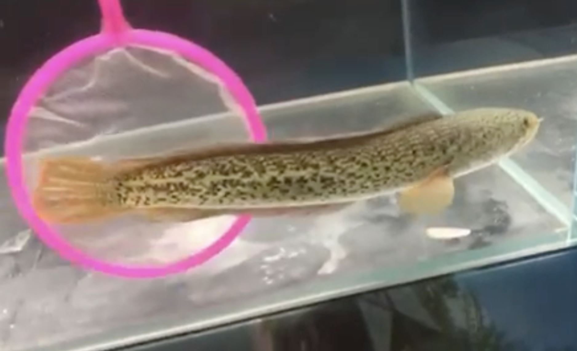 Oceanlyfe Channaquatic - Channa Barca Male and Female