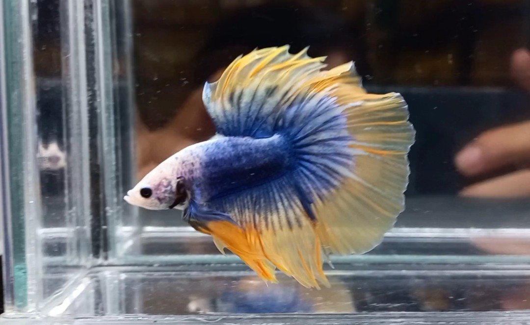 VJ Betta ID - Halfmoon Yellow Mascot
