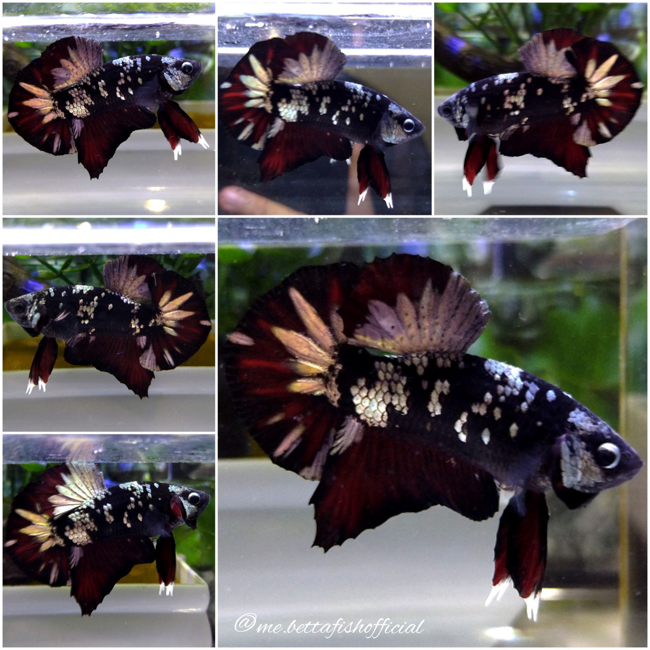 @me.bettafishofficial - Over Halfmoon Plakat Avatar Copper Gold