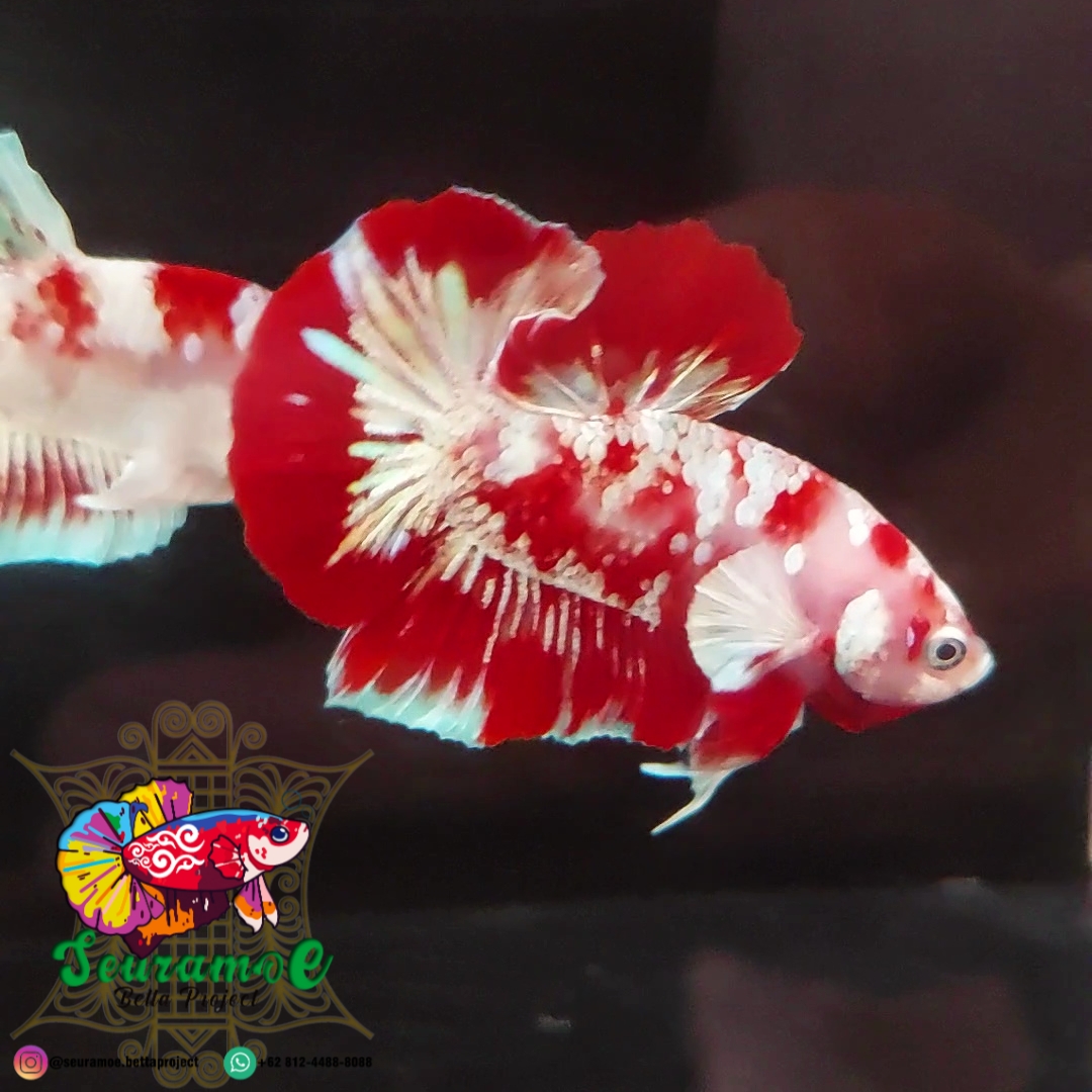 Seuramoe Betta - Red Snow Gold