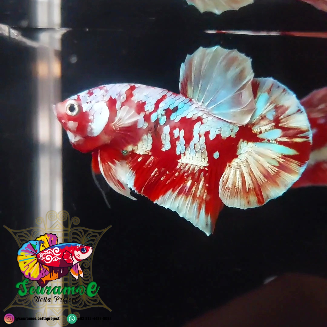 Seuramoe Betta - Red Snow Gold