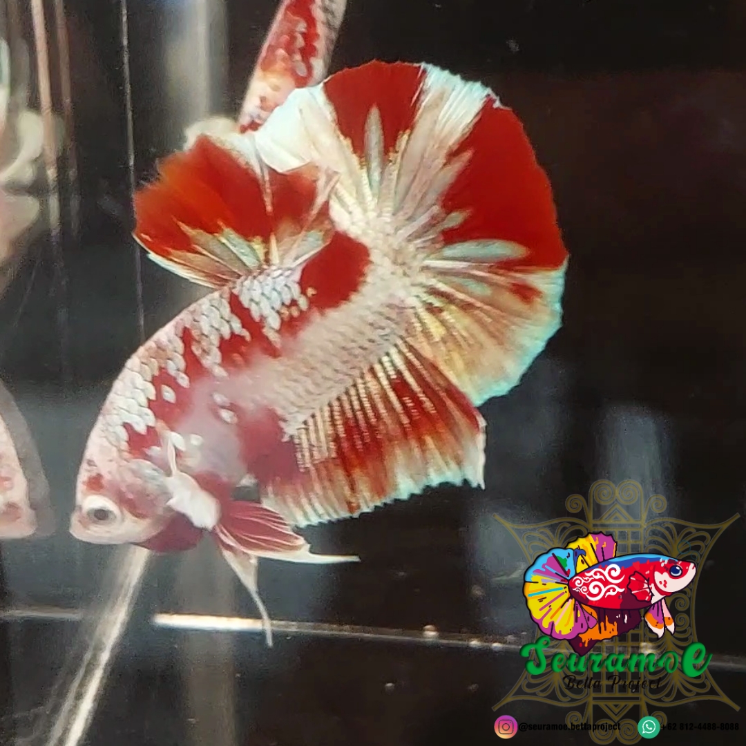 Seuramoe Betta - Red Snow Gold