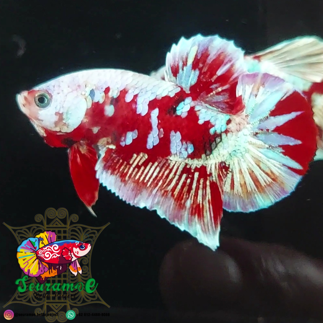 Seuramoe Betta - Red Gold Snow