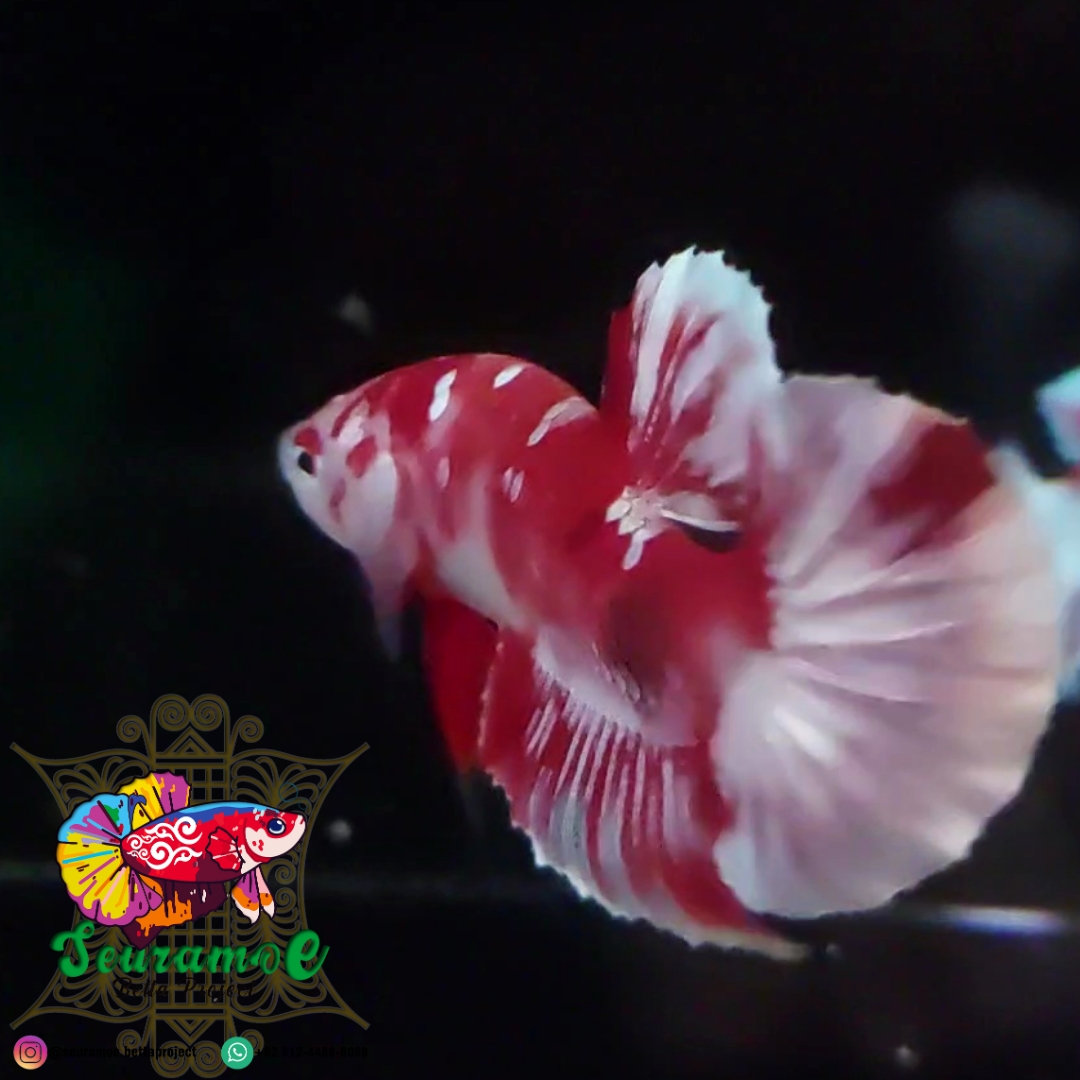 Seuramoe Betta - Red Gold Snow