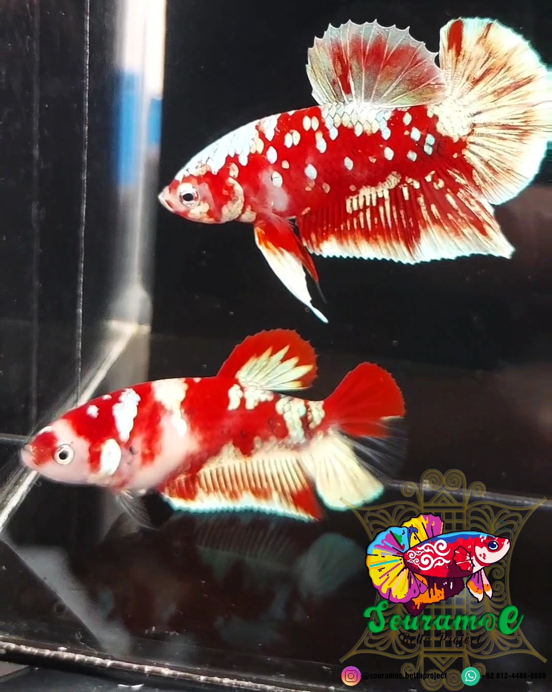Seuramoe Betta - Pair Red Gold Snow