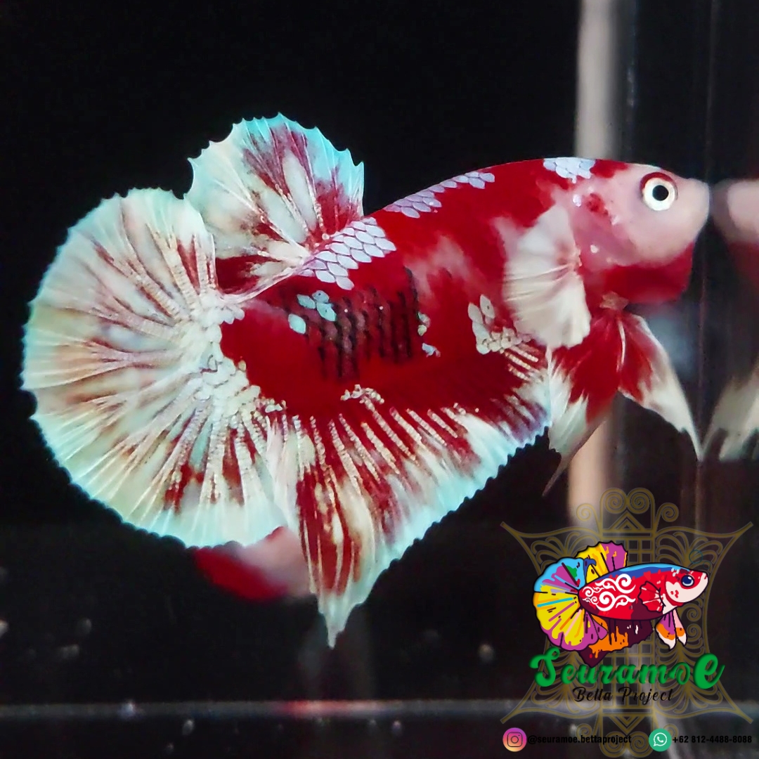 Seuramoe Betta - Red Gold Snow