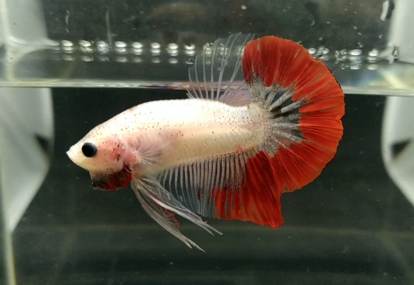 zay bettafish - Tancho / Aoc rare