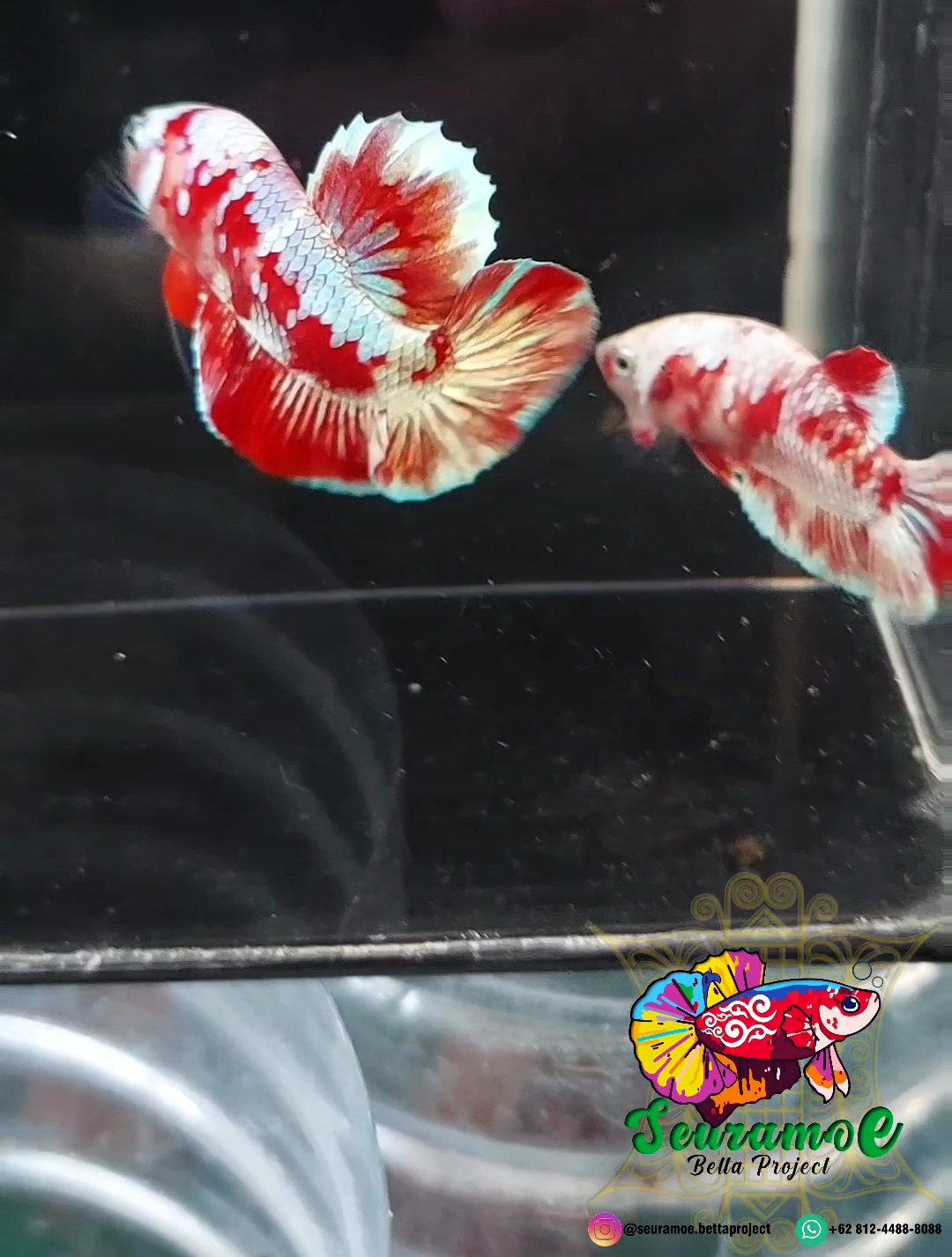 Seuramoe Betta - Pair Red Gold Snow