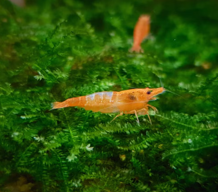 AngelHub Aquatics Boon Keng - Orange rili shrimp