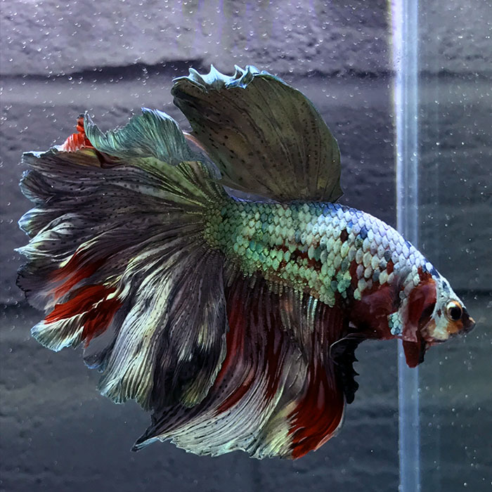 betta peace - Halfmoon RKC RoseTail