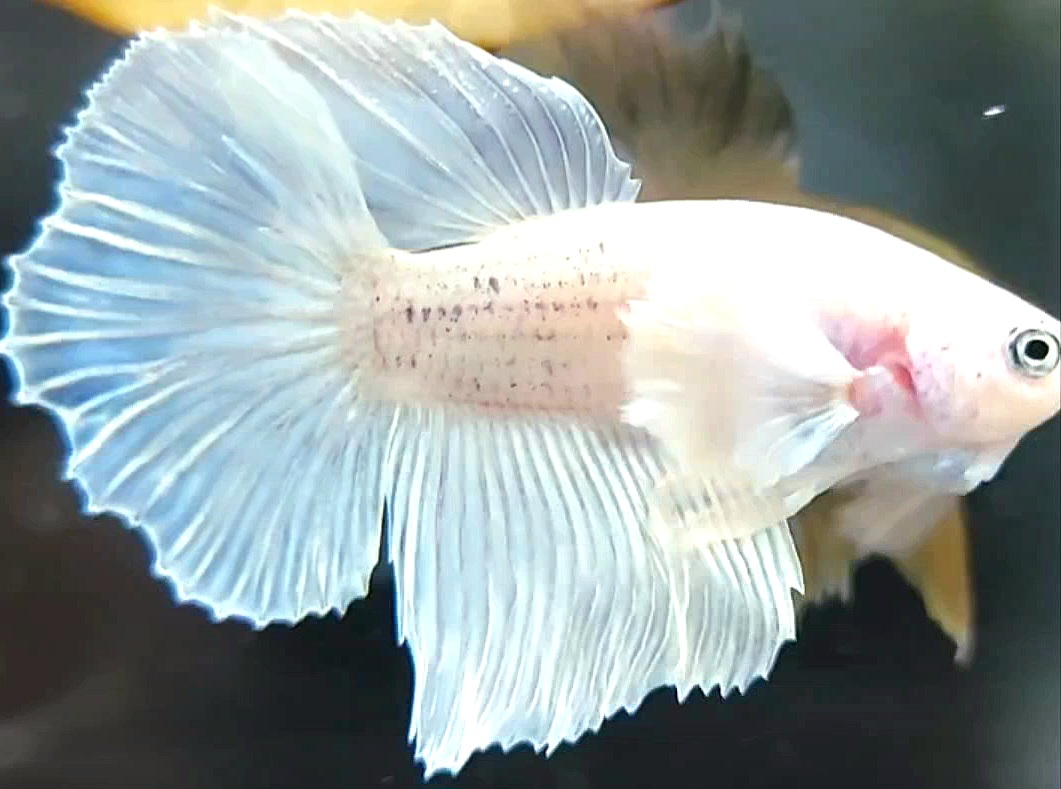 Koleksi Cupang Bandung - HALFMOON DUMBO EAR WHITE OPAQUE BETTA FISH