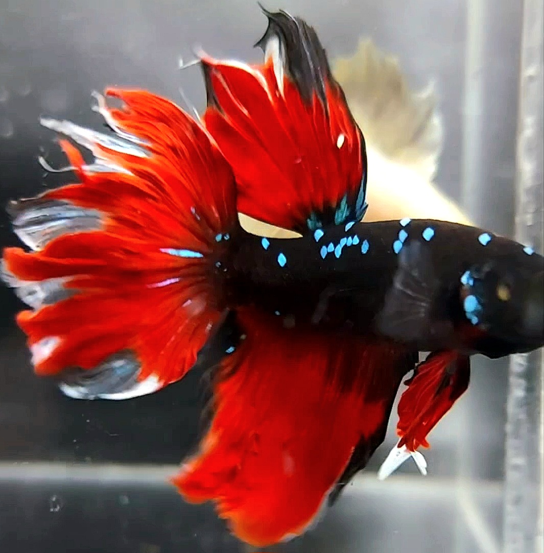 Koleksi Cupang Bandung - HALFMOON ROSETAIL BLACK GALAXY AVATAR VAMPIRE ...