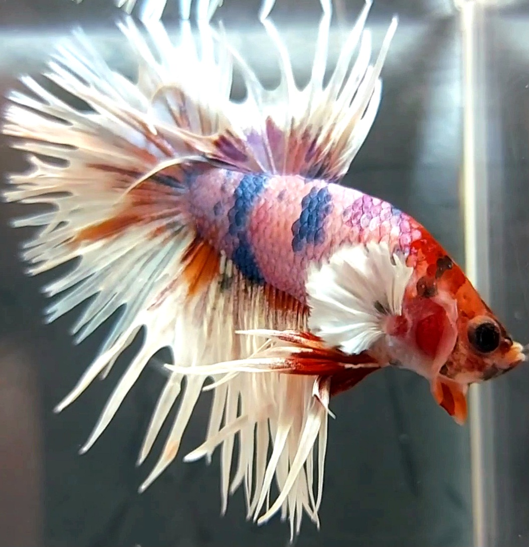Koleksi Cupang Bandung - CROWNTAIL DUMBO EAR CANDY MULTICOLOR BETTA FISH