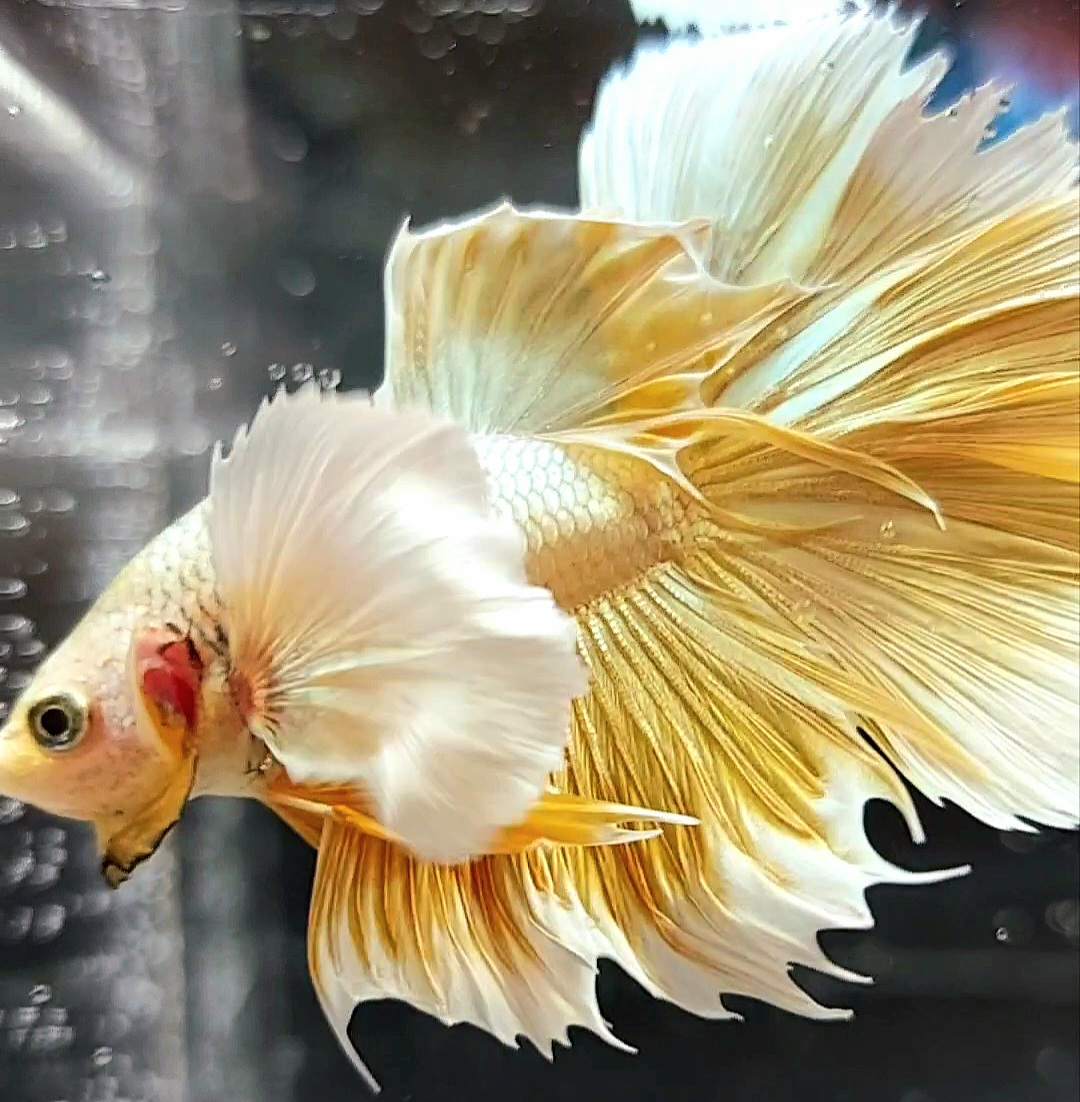 Koleksi Cupang Bandung - HALFMOON SUPER DUMBO EAR SUPER GOLD BETTA FISH