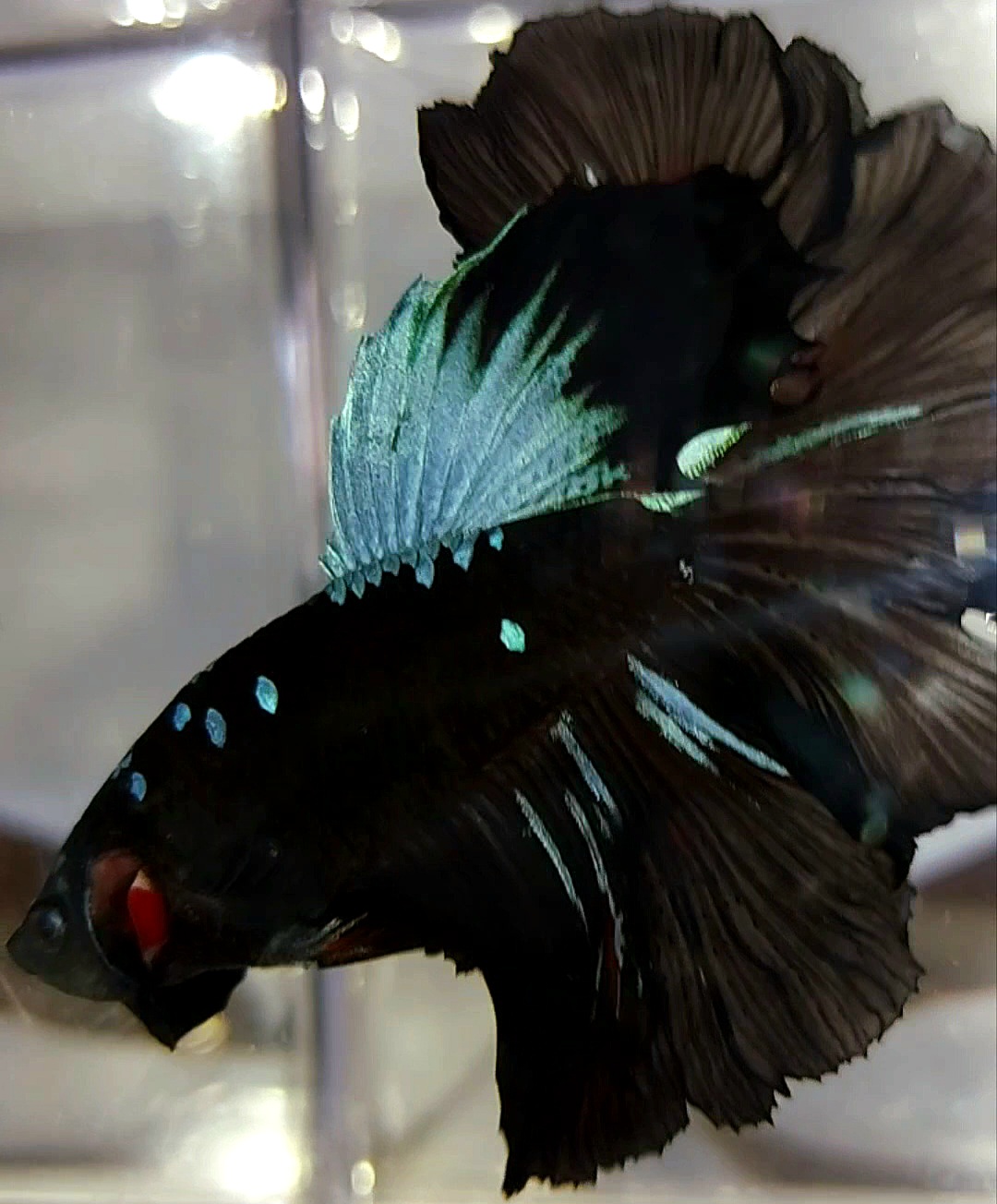 Koleksi Cupang Bandung - HALFMOON ROSETAIL BLACK GALAXY BLUE AVATAR ...