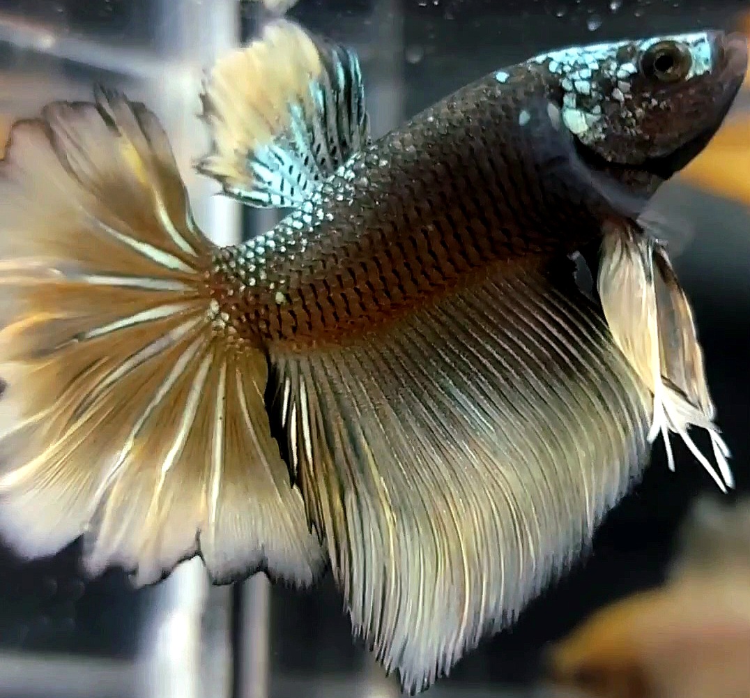 Koleksi Cupang Bandung - HALFMOON ROSETAIL BLACK GALAXY COPPER AVATAR ...