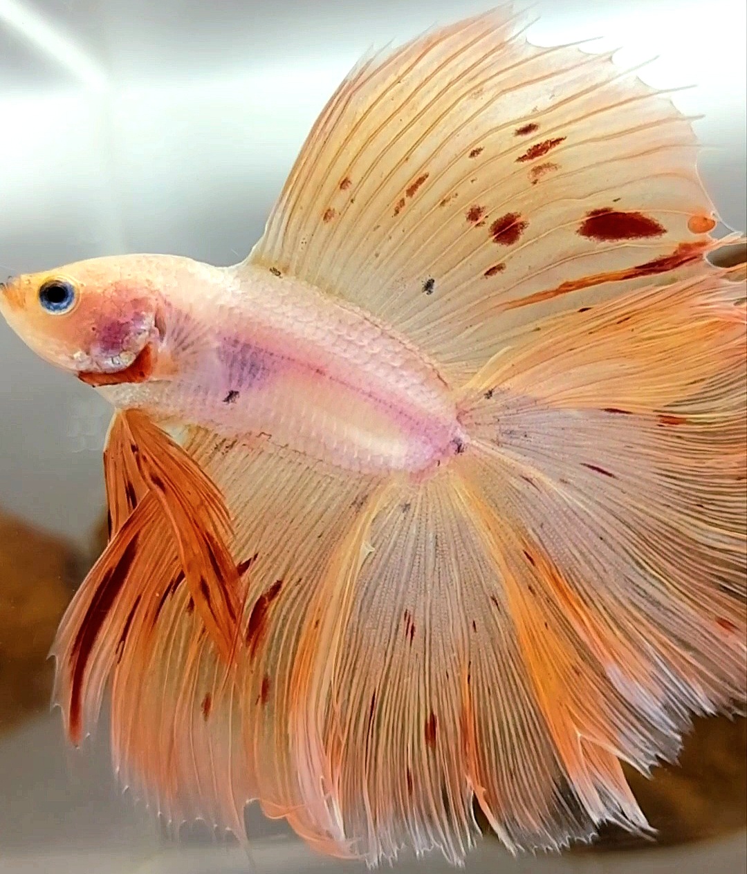 Koleksi Cupang Bandung - HALFMOON OVERTAIL DOUBLE TAIL VANDA ARMAGEDDON ...