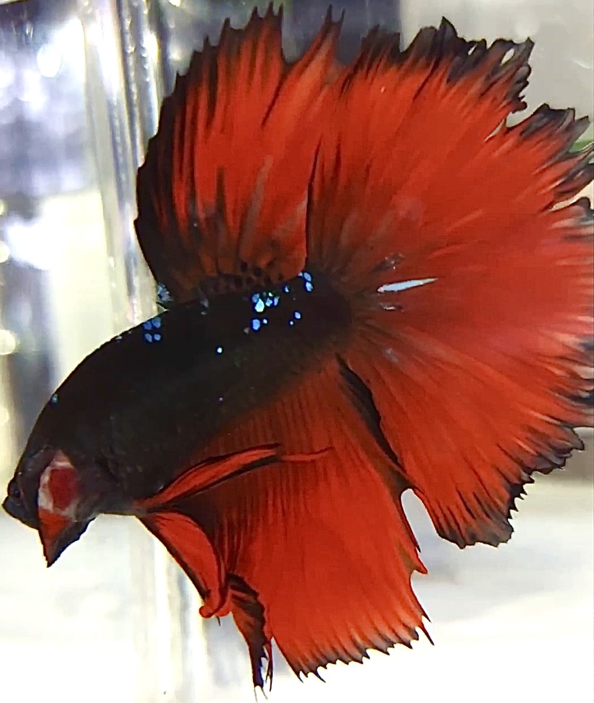 Koleksi Cupang Bandung - HALFMOON ROSETAIL BLACK GALAXY BLUE AVATAR RED ...