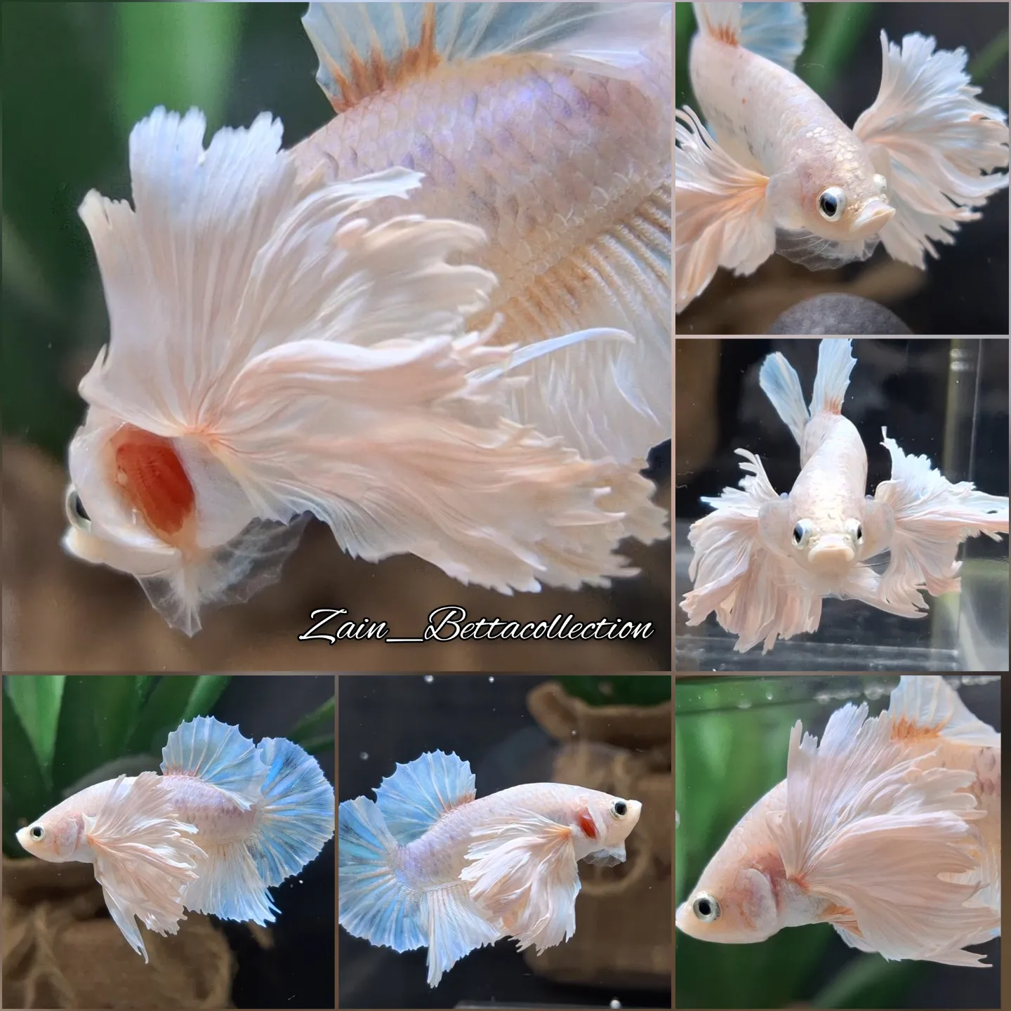 Zain Betta - Super Dumbo Ear White Unicorn Sweet Colour Betta Fish