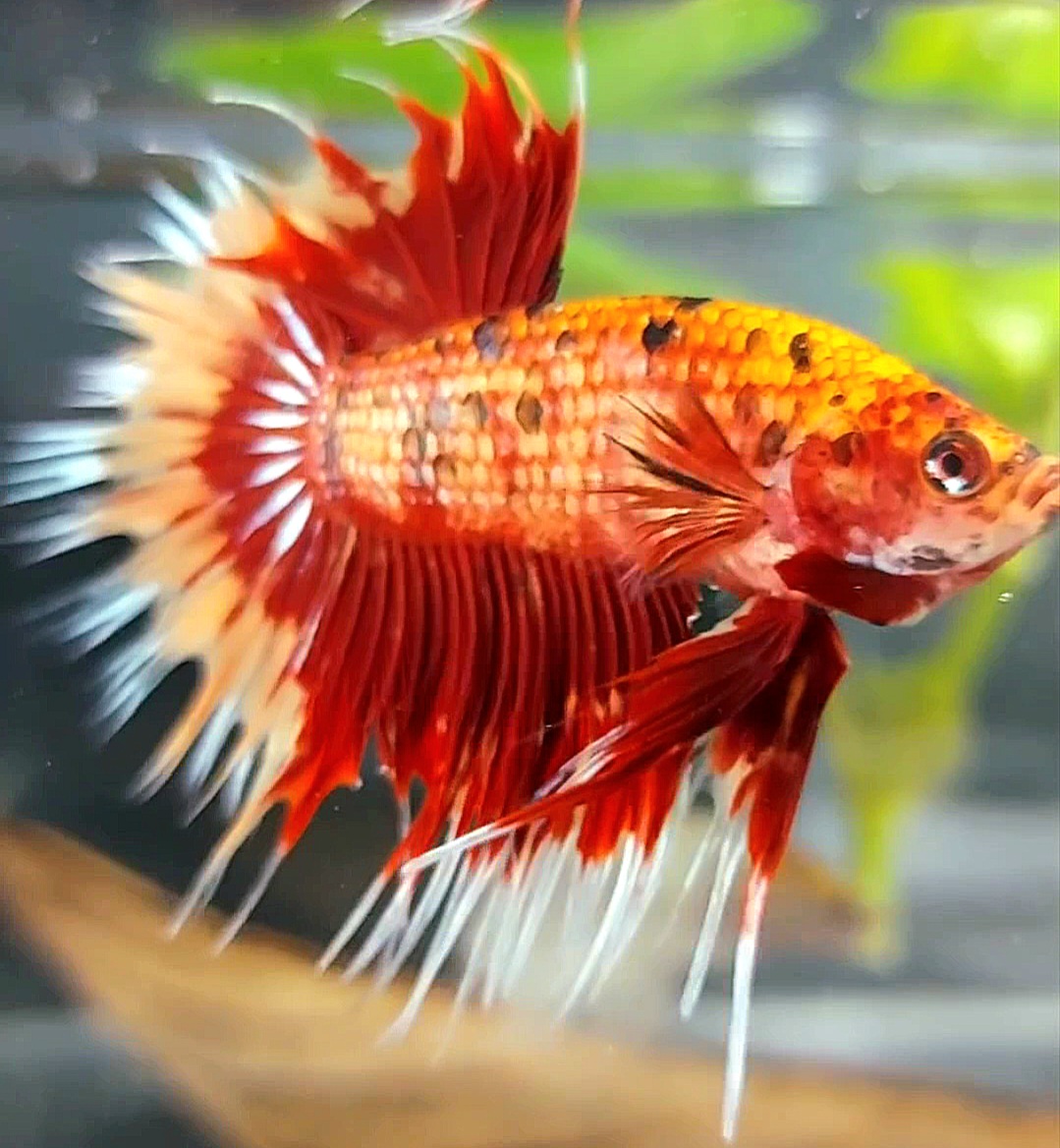 Koleksi Cupang Bandung - CROWNTAIL ORANGE FIRE LEOPARD BETTA FISH