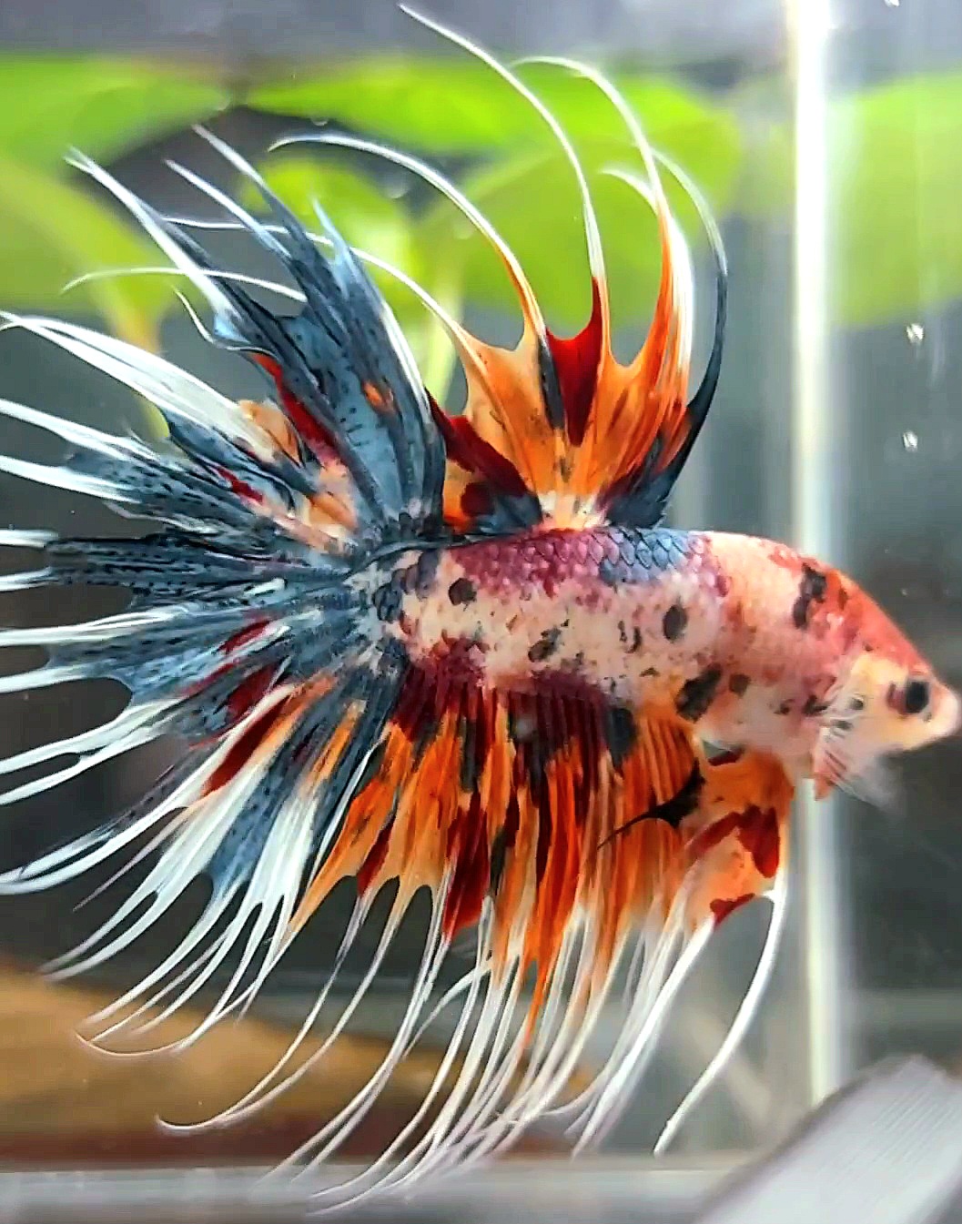 Koleksi Cupang Bandung - CROWNTAIL OVERTAIL BLUE TIGER ORANGE ...
