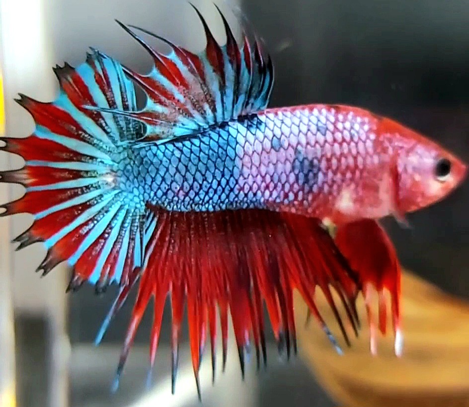Koleksi Cupang Bandung - CTPK CROWNTAIL PLAKAT HELLBOY PURPLE FANCY ...